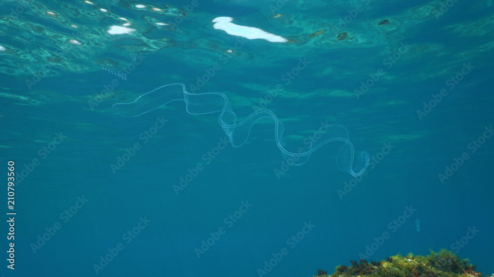 Sea life underwater a venus girdle comb jelly, Cestum veneris, swims in ...