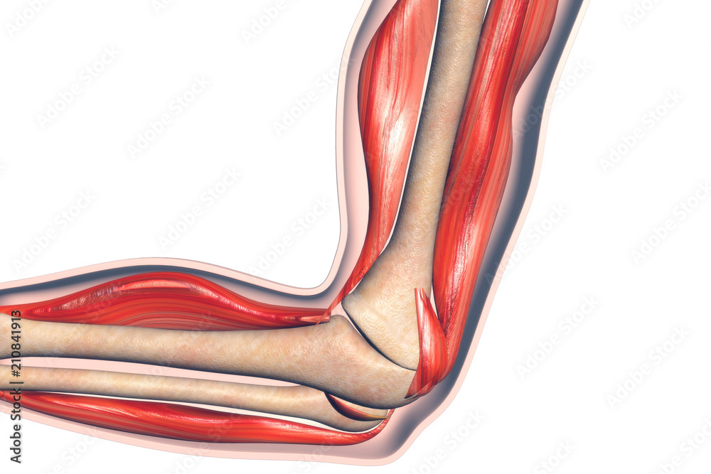 Anatomy of human elbow Stock Illustration | Adobe Stock