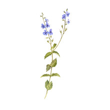Speedwell Flower Illustration Free Stock Photo - Public Domain Pictures