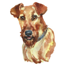 Irish Terrier Dog Drawing Free Stock Photo - Public Domain Pictures