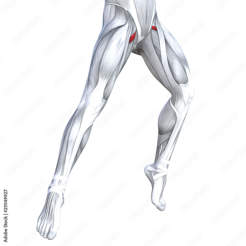 Concept conceptual 3D illustration fit strong front upper leg human ...