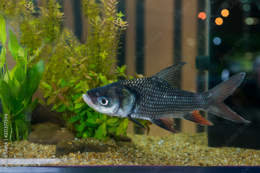 Siamese giant carp, Giant barb or science name Catlocarpio siamensis is ...