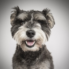Dog Free Stock Photo - Public Domain Pictures
