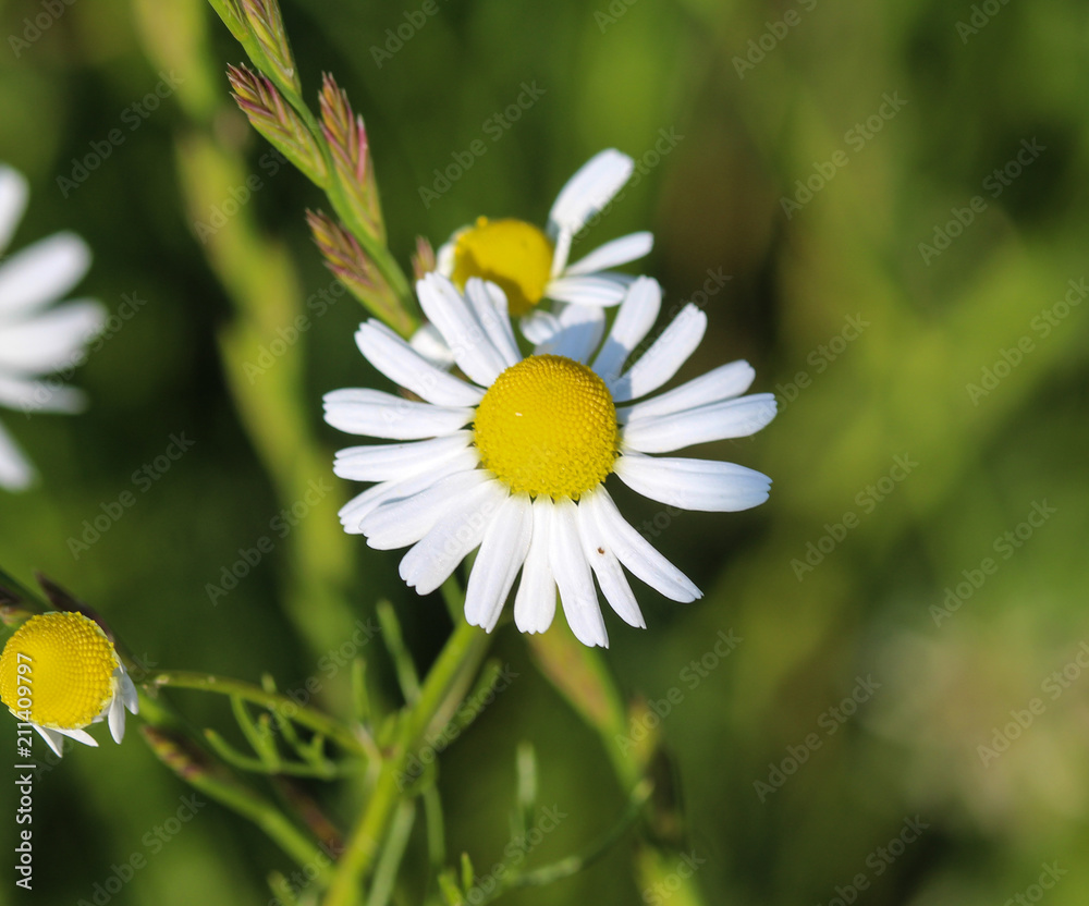 Tripleurospermum inodorum flower, common names scentless false mayweed ...