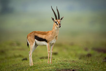 Gazelle Free Stock Photo - Public Domain Pictures