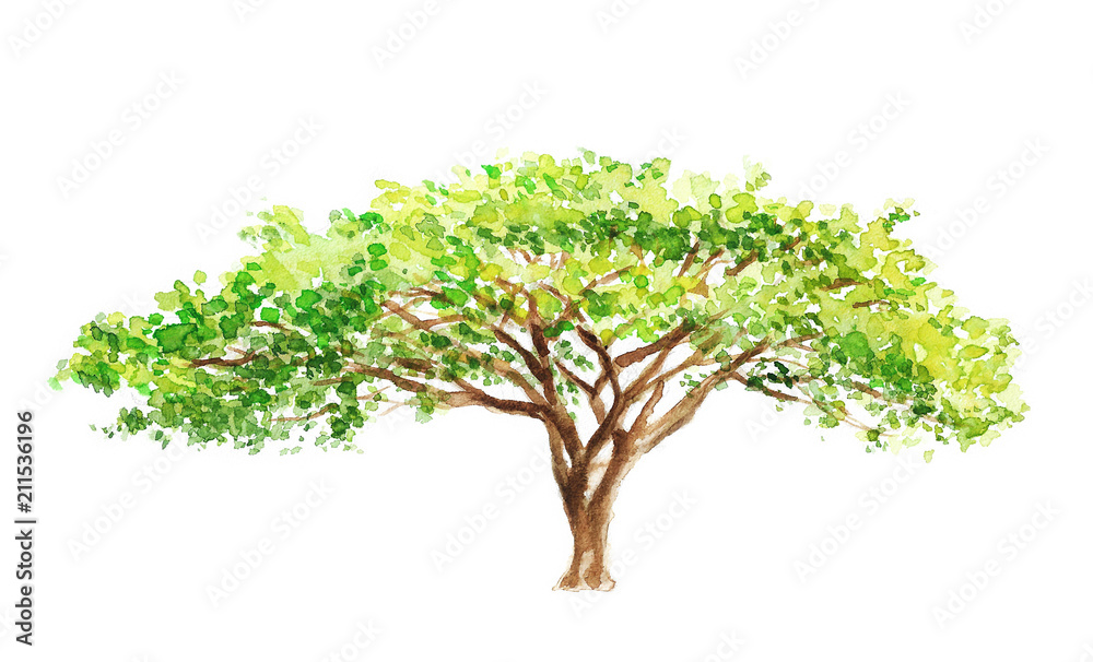watercolor illustration of a southern tree in africa, drawing by hand ...