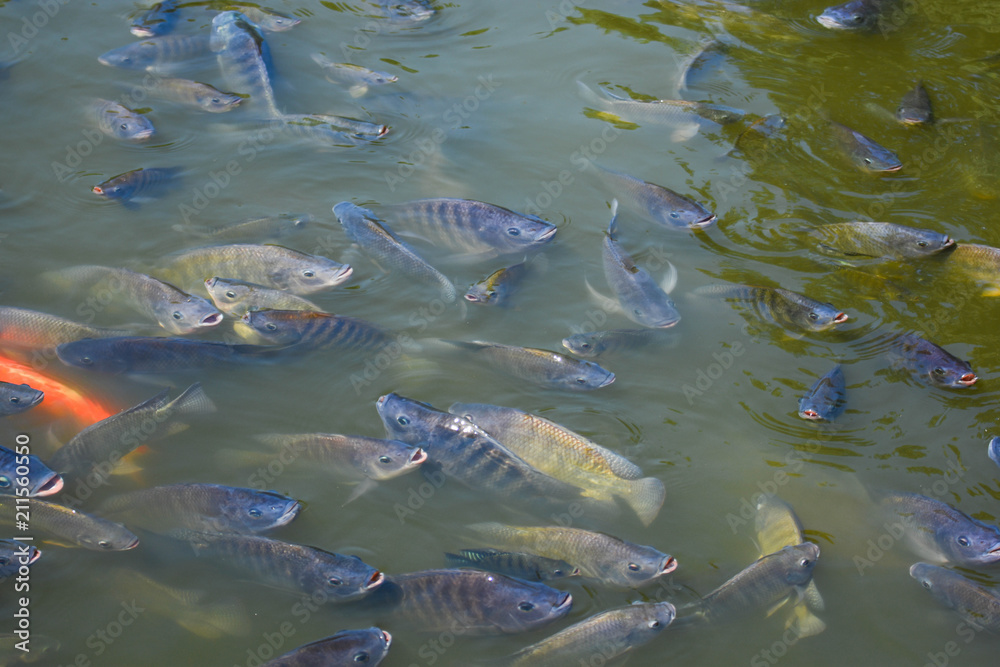 Freshwater tilapia is commonly used in farm systems or on earthen ponds ...