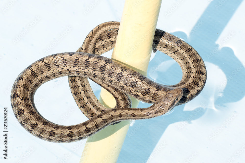 Not poisonous snake Steppes Ratsnakes (Elaphe dione) over white ...