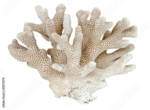coral isolated on white background Stock Photo | Adobe Stock coral isolated on white background Stock Photo | Adobe Stock