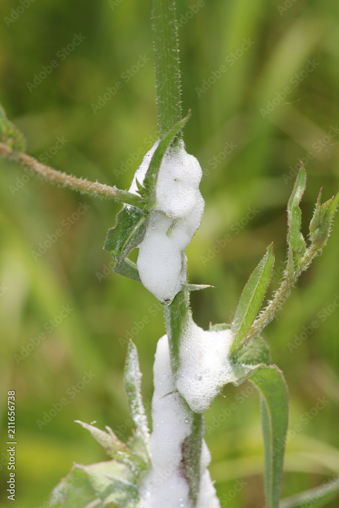 Spittle bug foam on a plant. Immature spittle bugs are hidden inside ...