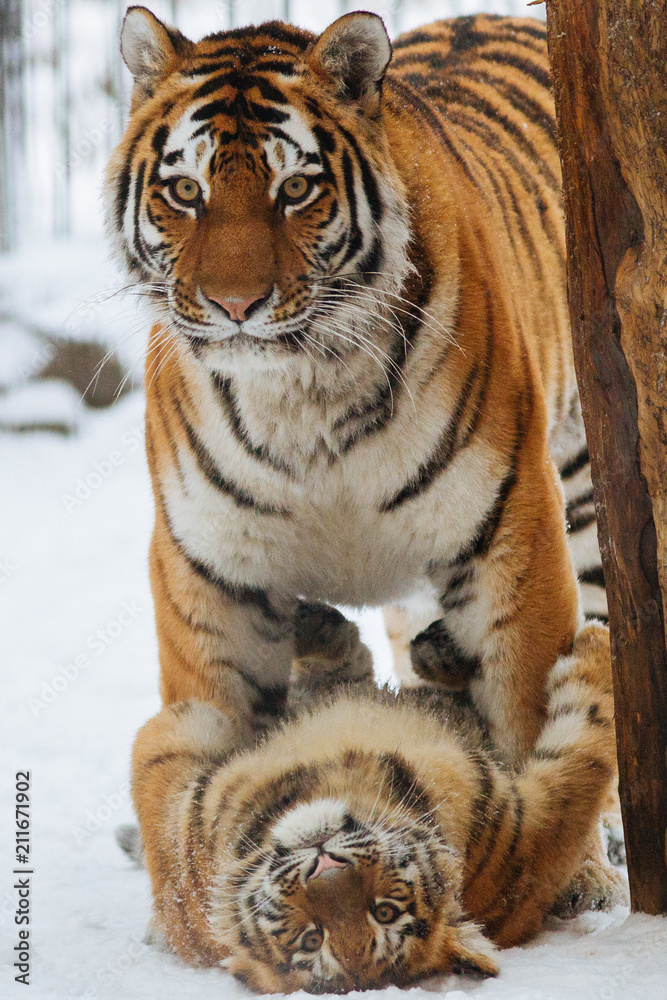 Siberian Tiger Cubs Playing