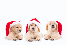 Perro golden retriever animal Stock de Foto gratis - Public Domain Pictures