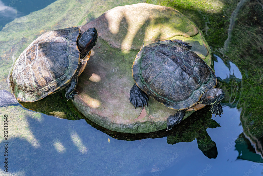 Photo Stock Red-eared Slider turtles resting on a rock in a Water pond ...