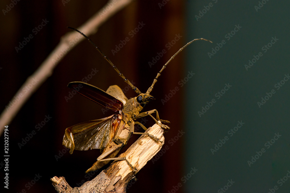 Male brown Deep mountain oak wood borer longhorn beetle (Coleoptera ...