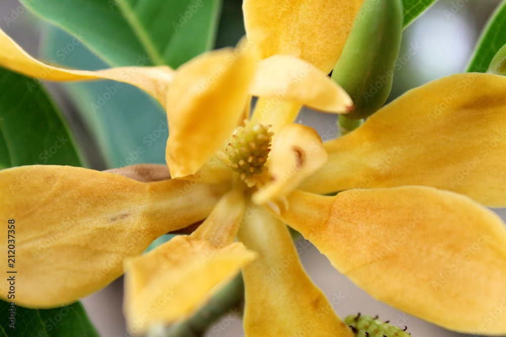 Bud and blooming Champaka flower (Also called as Michelia alba champak ...