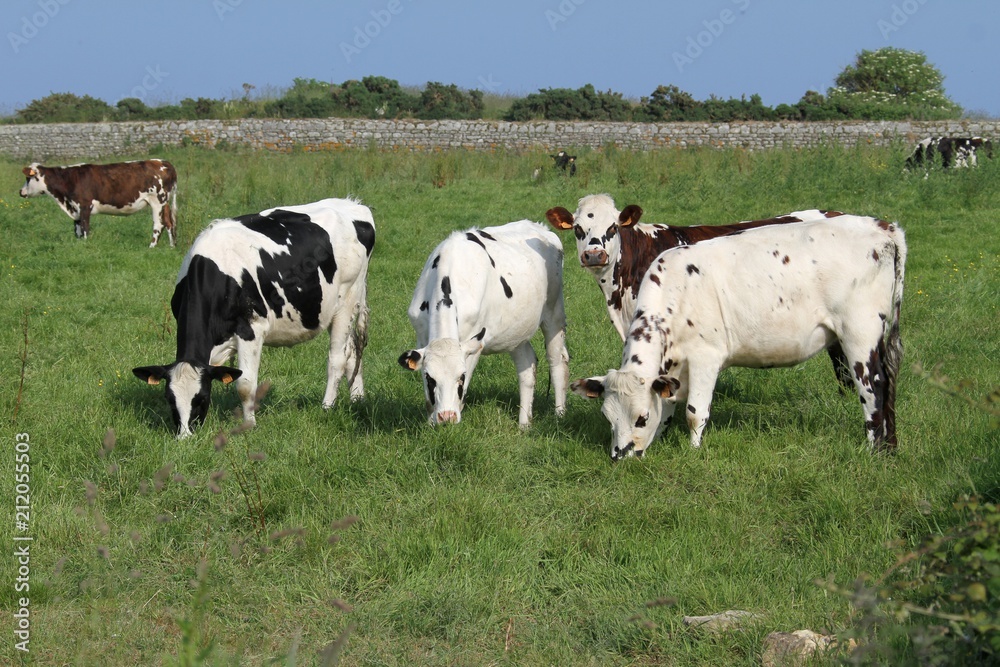 vaches normandes dans le Cotentin, Manche, Normandie Stock Photo ...