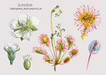 Clipart Vintage Sundew Plant Free Stock Photo - Public Domain Pictures