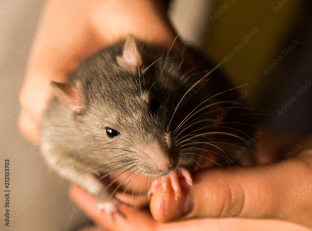 rat fluffy gray looking cautiously sitting in hands holding on to ...