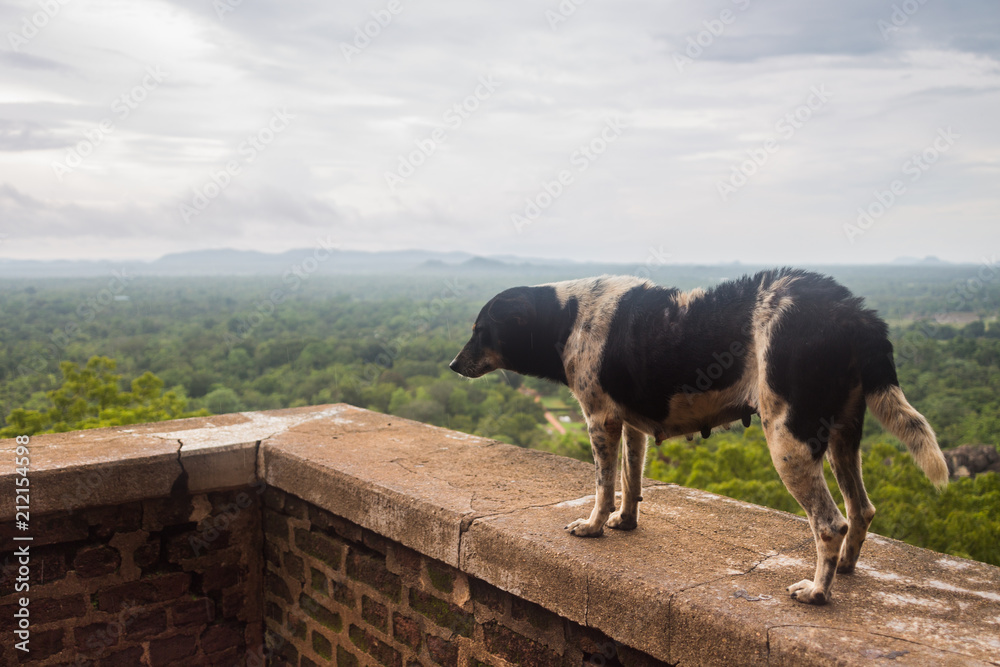 Stray dog standing on the wall of fortress of Sigiriya on rainy day at ...