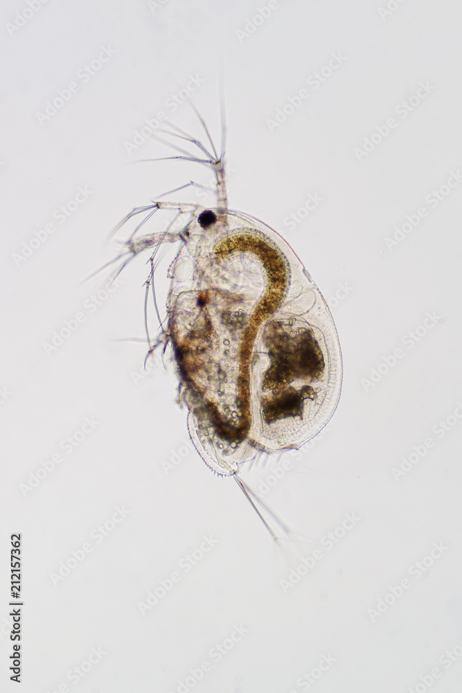 Water flea (Moina macrocopa) under microscope view Stock Photo | Adobe ...