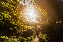 Sunset Path Through Woods Free Stock Photo - Public Domain Pictures