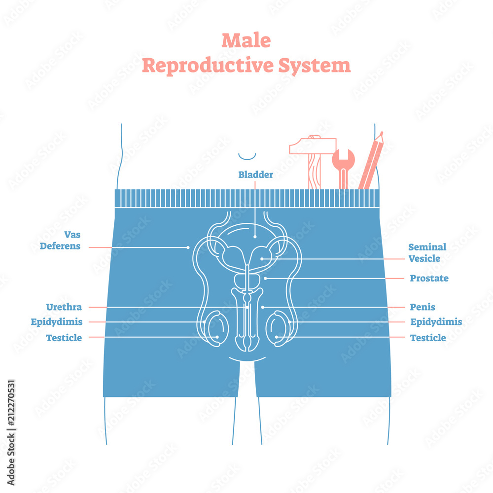 Artistic Style Male Reproductive System Vector Illustration Educational Poster Health And