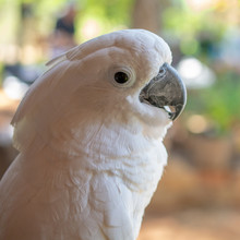 White Cockatoo Feet Closeup Free Stock Photo - Public Domain Pictures