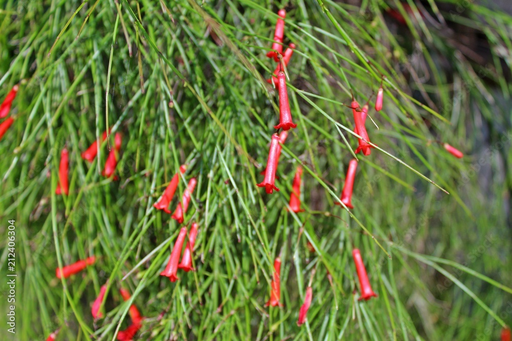 Close up small decumbent red flower of russelia equisetiformis flower ...