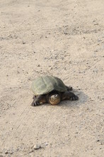 Baby Snapping Turtle On Rock Free Stock Photo - Public Domain Pictures
