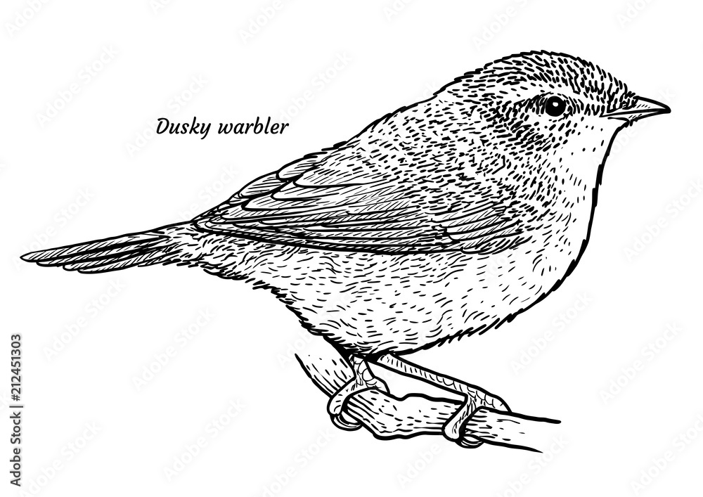 Dusky warbler, Phylloscopus fuscatus illustration, drawing, engraving ...