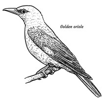 Vintage Clipart Oriole Bird Free Stock Photo - Public Domain Pictures