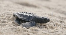 Baby Snapping Turtle On Rock Free Stock Photo - Public Domain Pictures