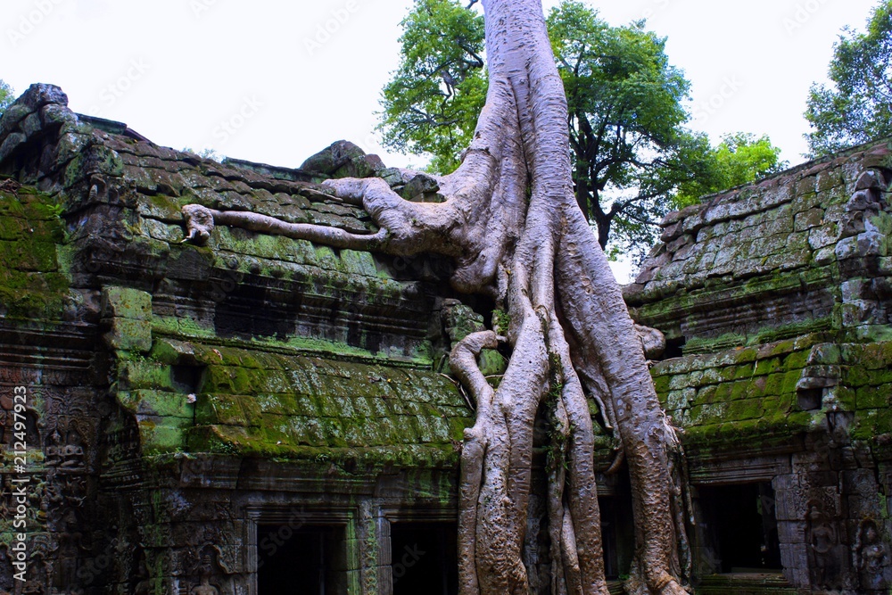Ruine Inka Maya Bäume Tempel Stock Photo | Adobe Stock