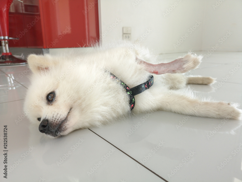 Adorable and cute white spitz dog with a nasty gash in his upper leg ...