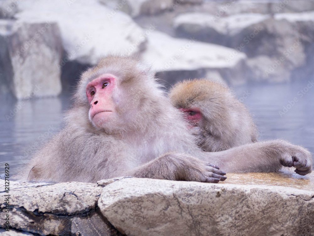 Japanese Snow monkey Macaque in hot spring Onsen Jigokudan Park, Nakano ...