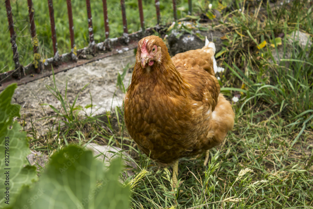 Variegated hen graze in the garden of a rural farm. Hen of meat eggs ...