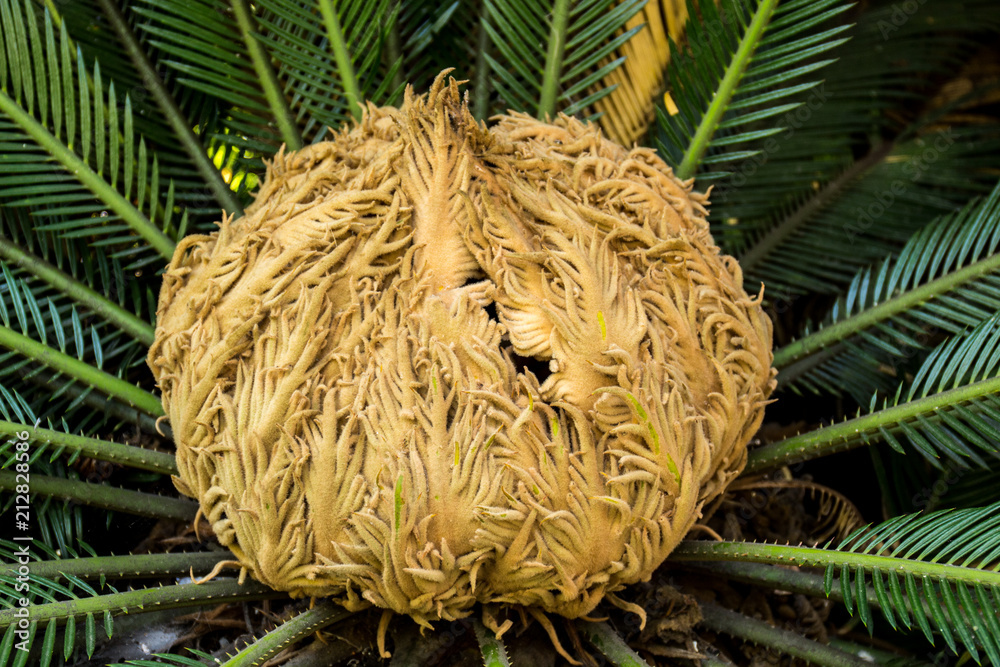 Sago palm tree (Cycas revoluta) at the La Brea Tar Pits, Los Angeles ...