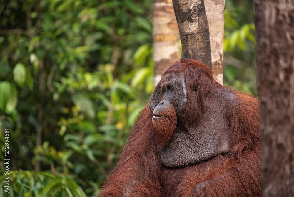 Orangutan (orang-utan) in his natural environment in the rainforest on ...