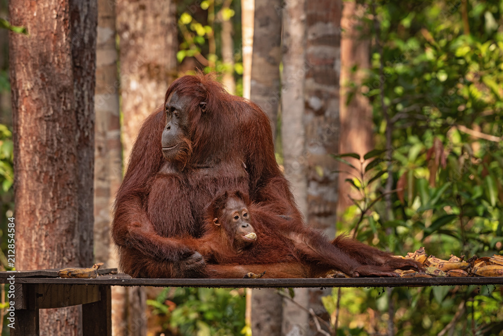 Orangutan (orang-utan) in his natural environment in the rainforest on ...