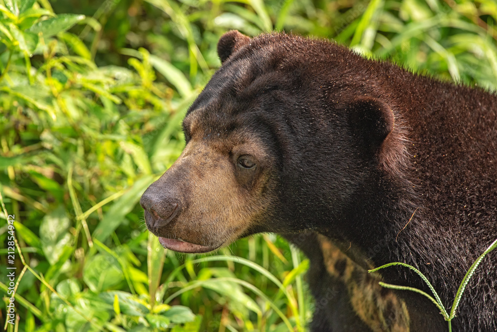 Sun bear (Helarctos malayanus - malaysian bear) in his natural ...