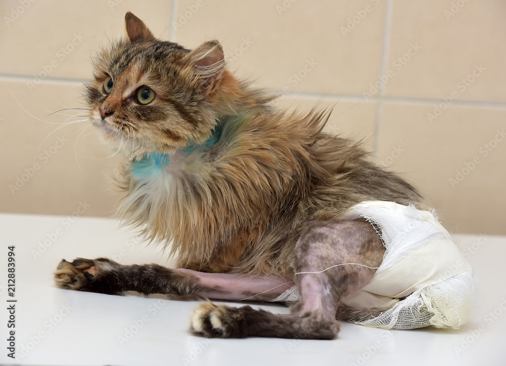 Sick cat who suffered an injury of the spine, causing his paralysis of ...
