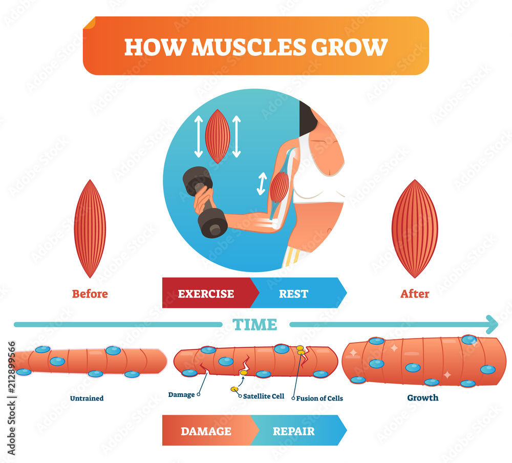 Vector illustration about how muscles grow. Medical educational diagram ...