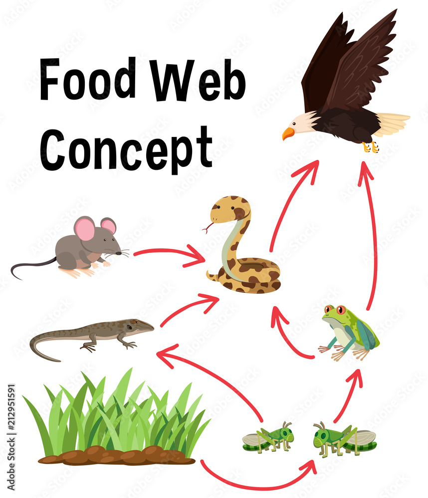 Science food web concept Stock Vector | Adobe Stock