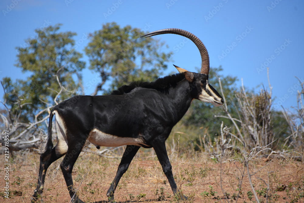 Male Sable Antelope (one of endangered species) is walking in the bush ...