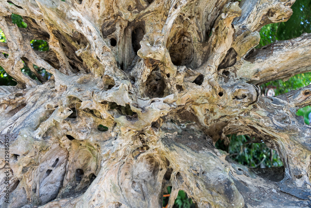 Wood of stump root texture on the old tree. Tree bark texture for ...