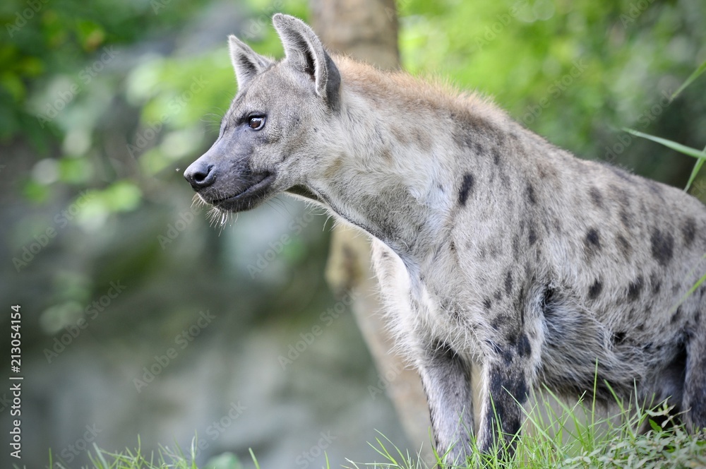 Spotted hyena (Crocuta crocuta), also known as the laughing hyena close ...