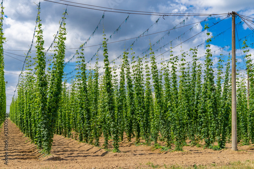 Hopfen, Hopfenfeld, blauer Himmel und Sonne, Stock-Foto | Adobe Stock
