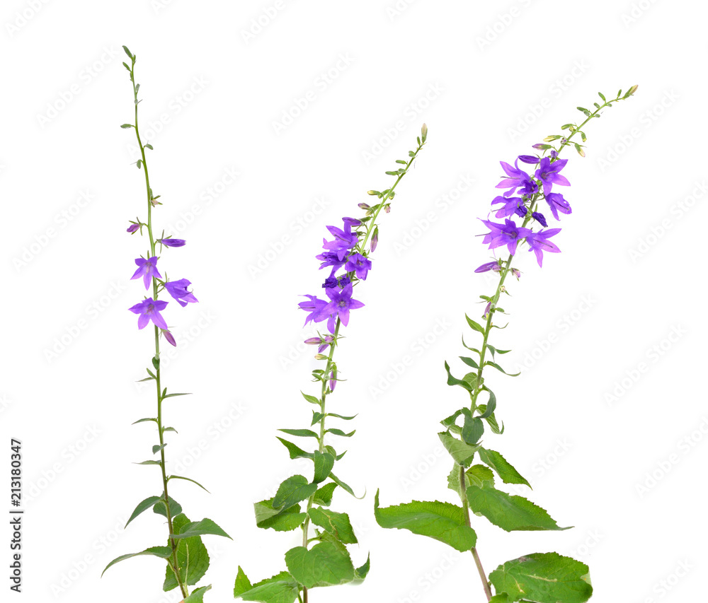 Campanula rapunculoides, known by the common names creeping bell Stock ...