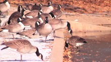 A Gaggle Of Geese Free Stock Photo - Public Domain Pictures