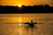 Loon Lake Sunset Free Stock Photo - Public Domain Pictures